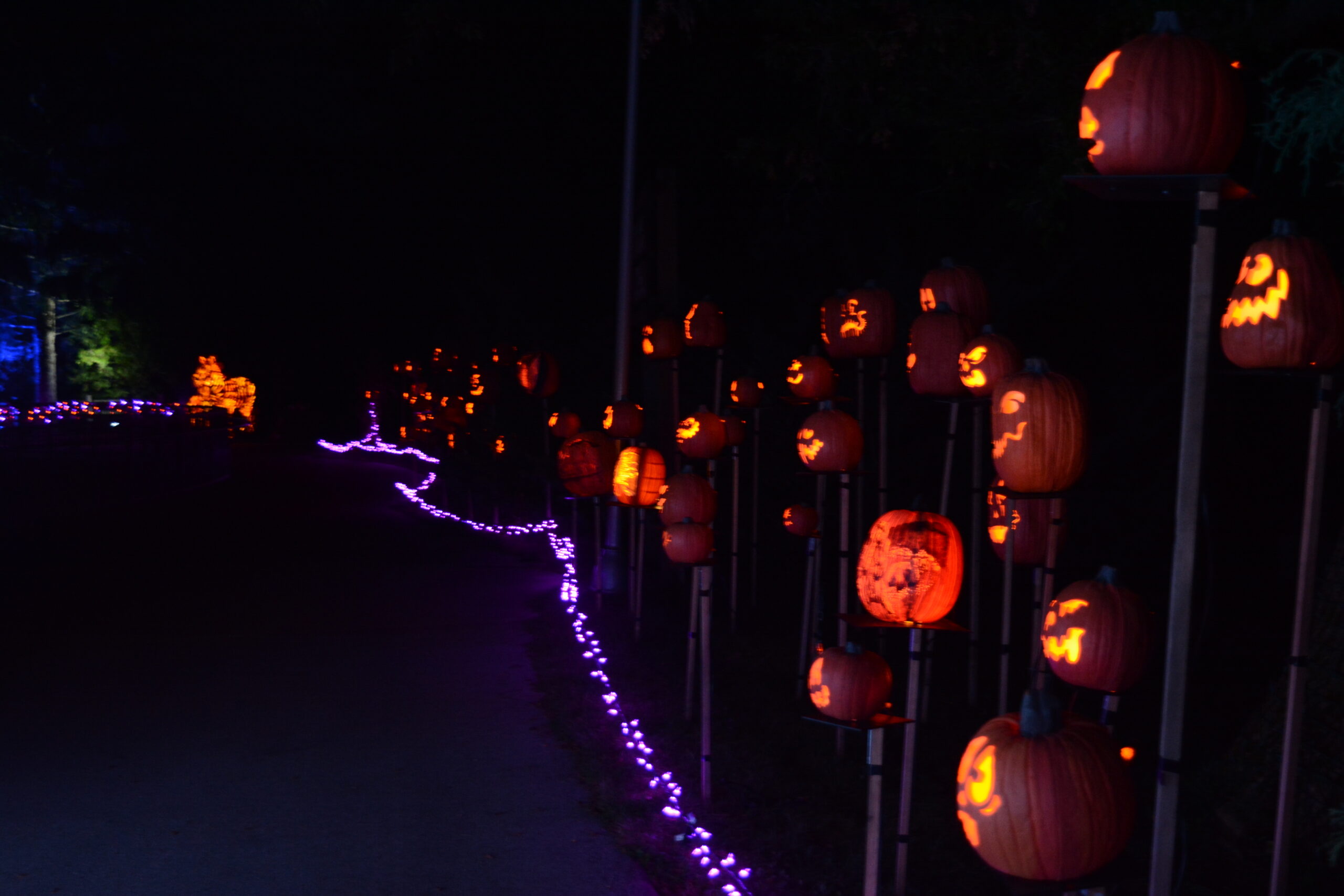 Jack-O’-Lantern Nights at Racine Zoo